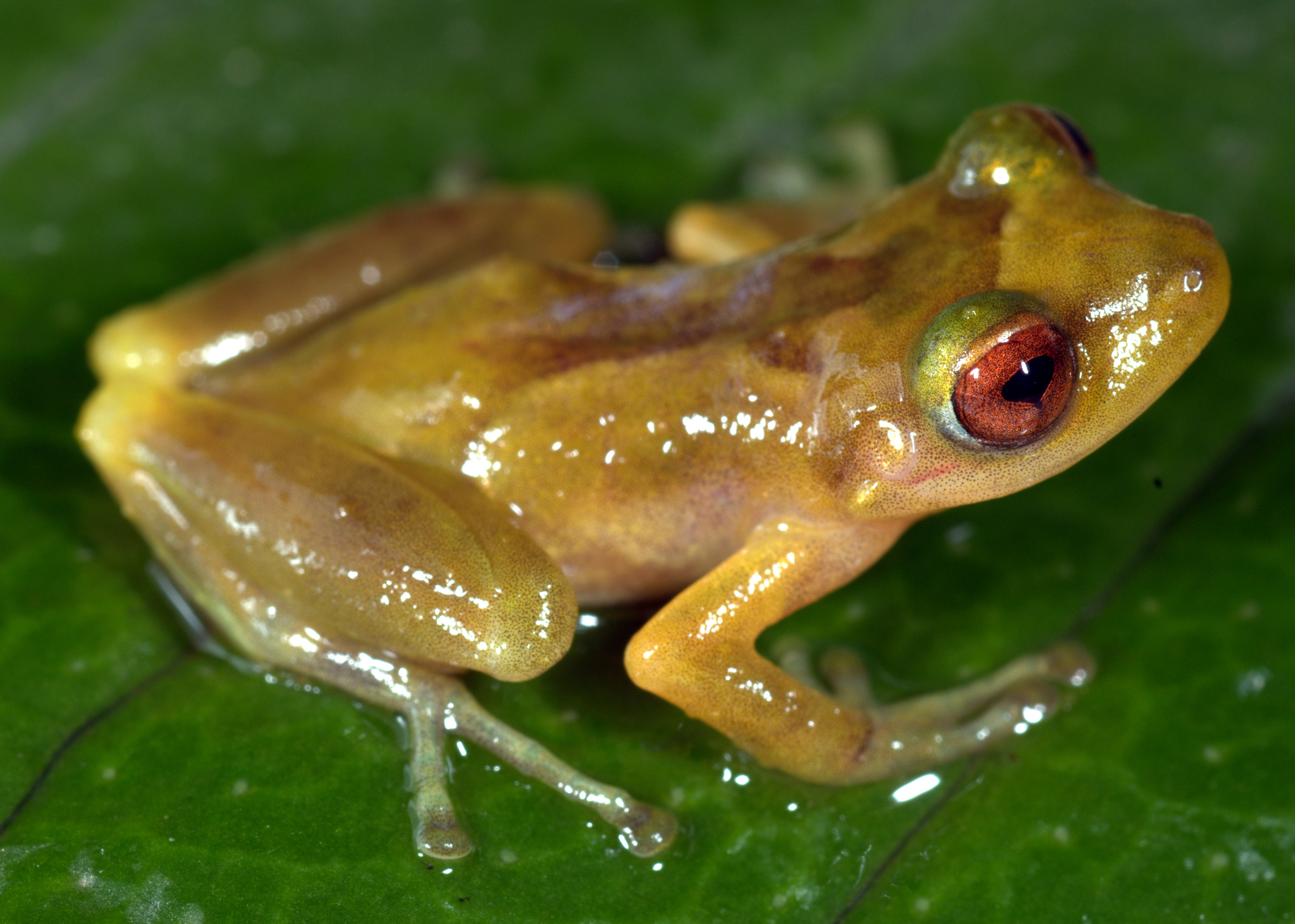 SIU Duo Helps Discover Species Of Rain Frog SIU Duo Helps Discover Species Of Rain Frog